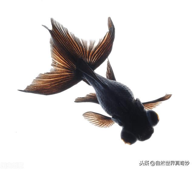 养一条黑金鱼好吗图标