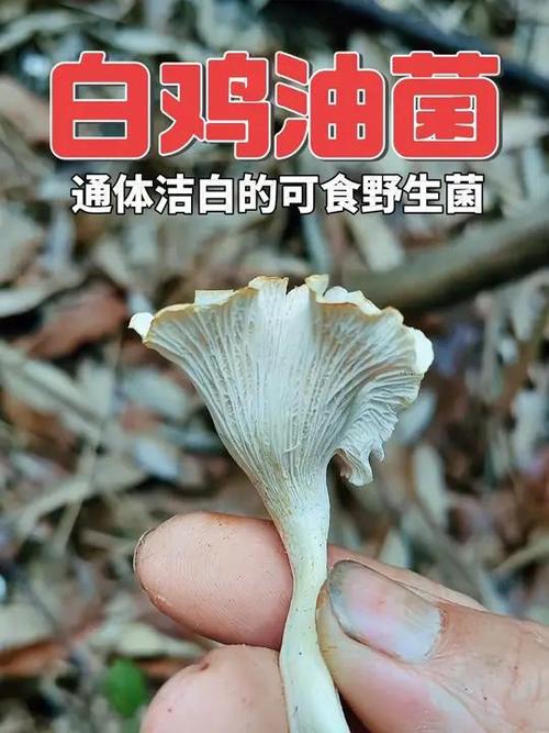 怎么把白色的手机壳弄白呢截图