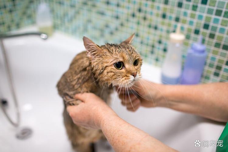 宠物医院能给猫洗澡吗图标