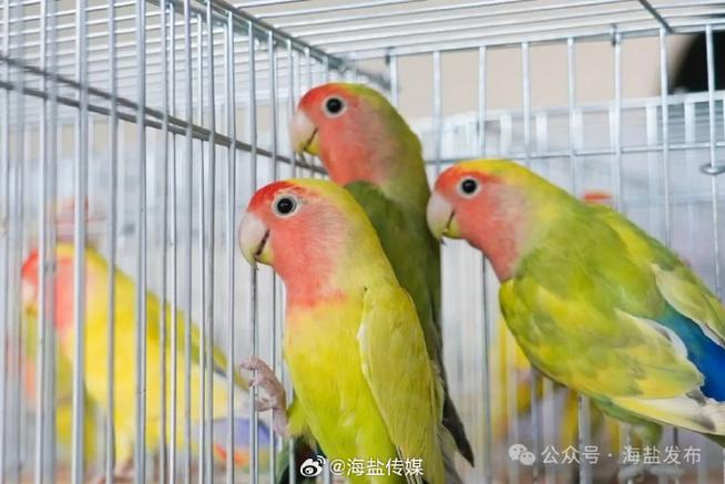 养鸟花钱多吗截图