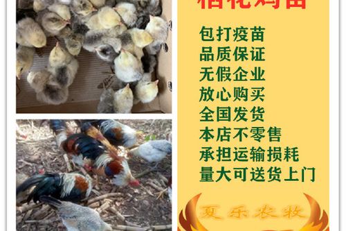 孵化小鸡厂家联系方式截图