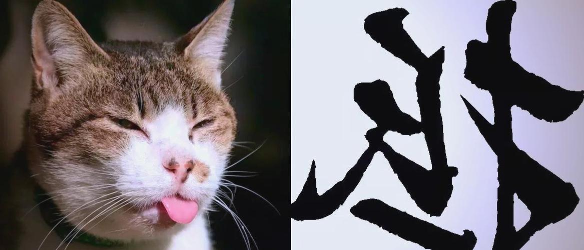 粤语好抵是什么意思图标