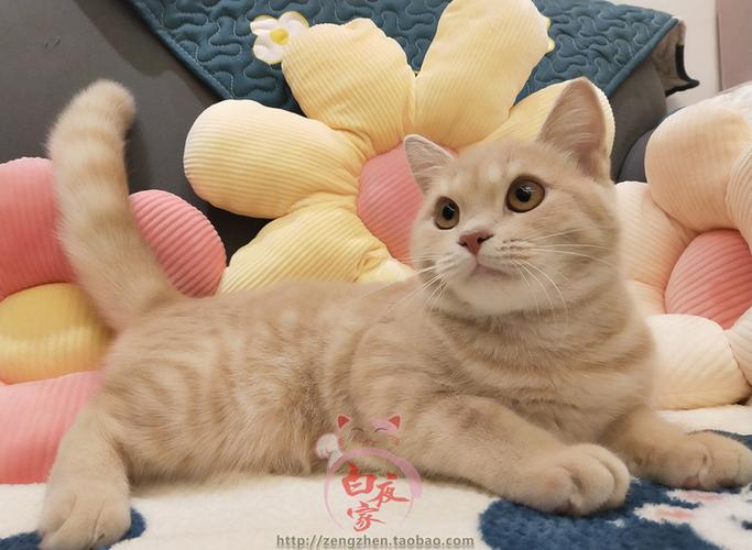 乳色橘猫是串串猫吗图标
