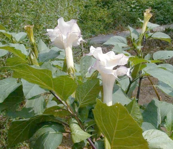 木曼陀罗和草曼陀罗毒性图标