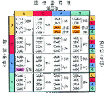 基因密码是什么截图