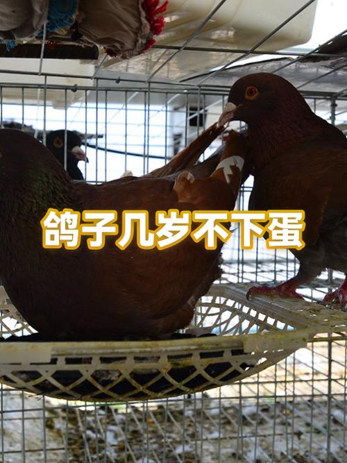 鸽子几年就算老了