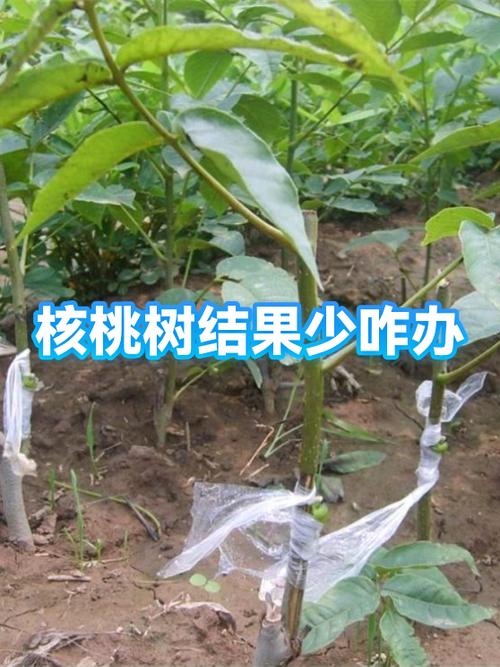 核桃树不结果怎么回事截图
