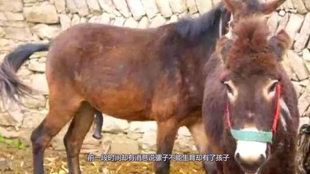骡的生值器有多大截图