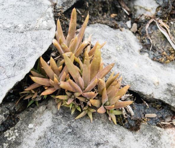 框架免root版图标