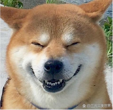 最近很火的黄狗表情包截图