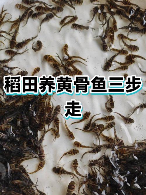 稻田养鱼适合养什么鱼图标