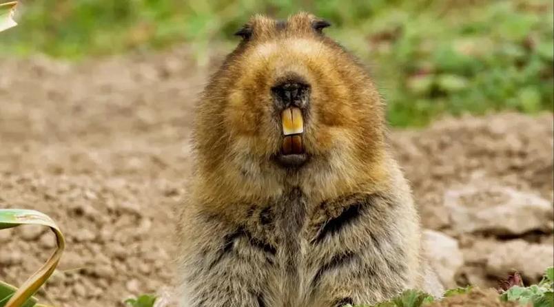 家里出现鼹鼠要警惕截图