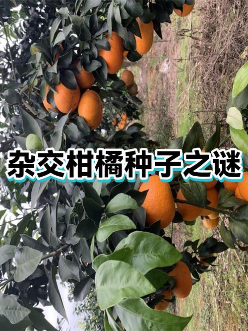 橙子和柚子的区别图标