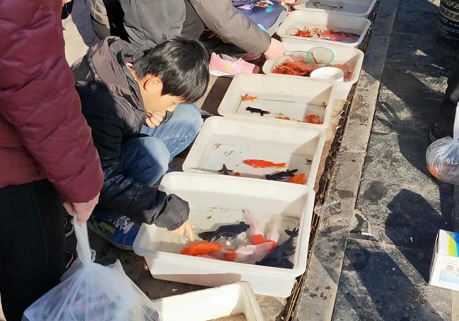 摆摊卖金鱼怎么吸引人图标
