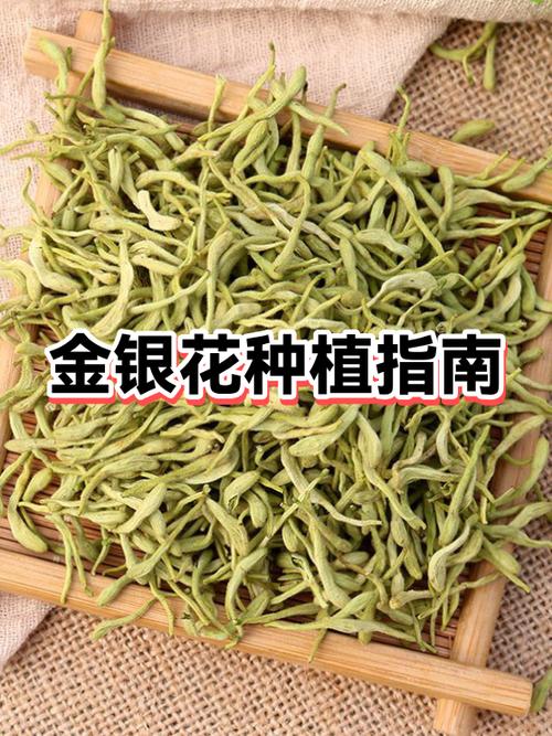 中国三大金银花基地图标