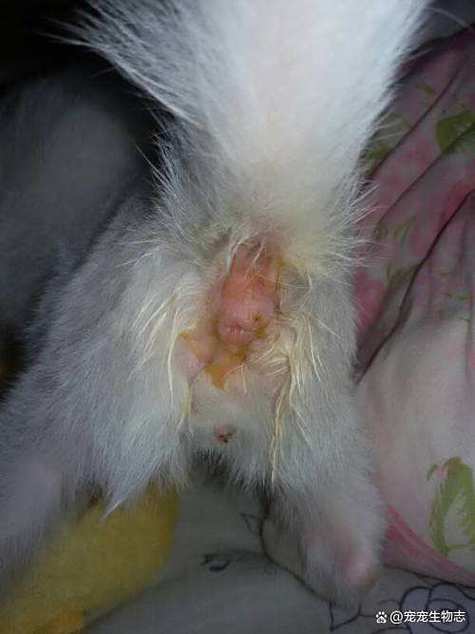 猫能吃糯米粉吗图标
