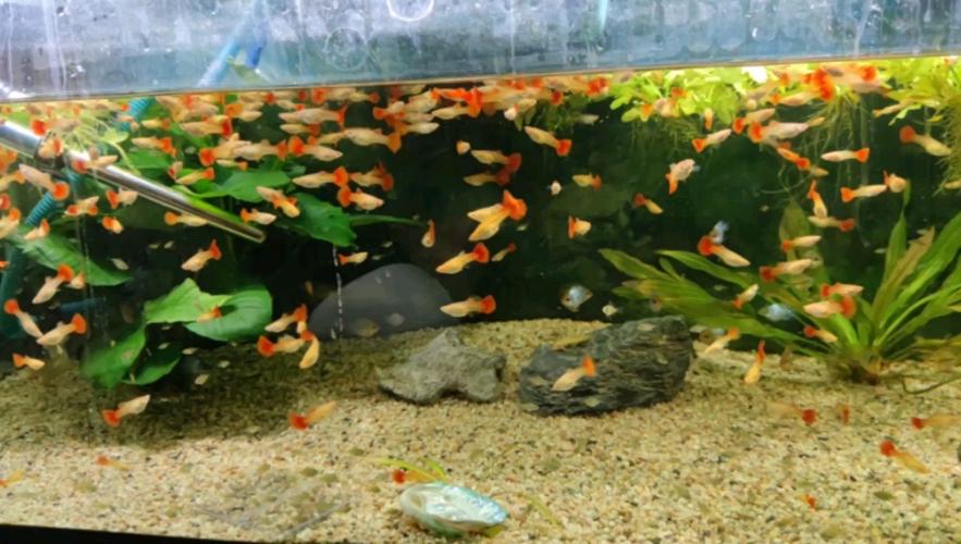水族论坛鱼友之家截图