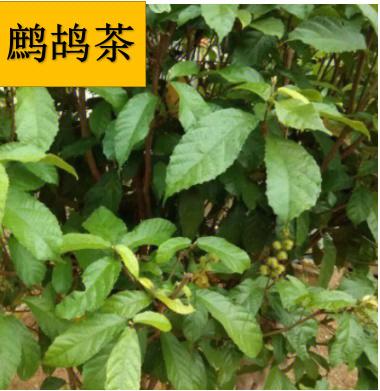高血压能喝鹧鸪茶吗图标