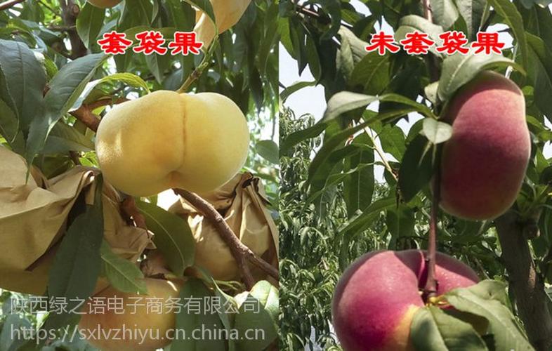 中蟠11号蟠桃视频图标