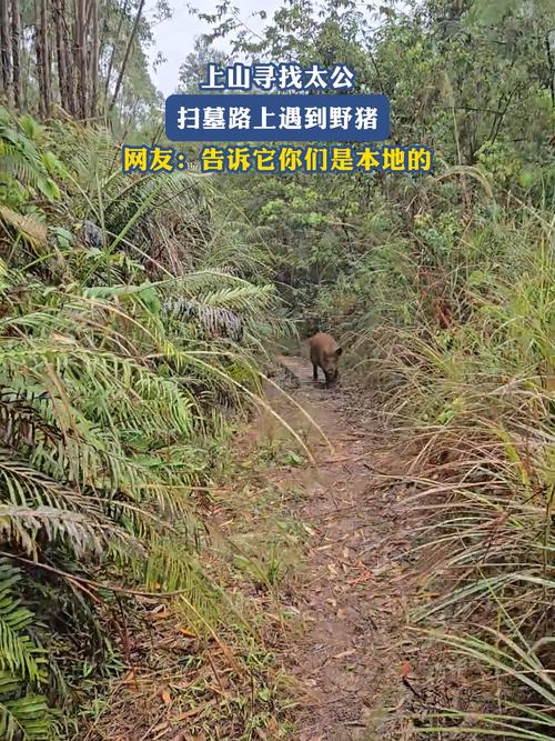 野猪必走的十条路截图