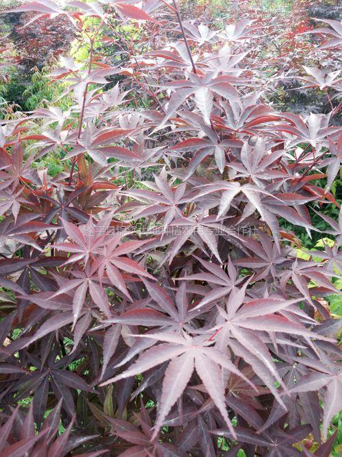 哪种红枫常年红图标