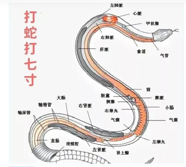 七寸蛇的功效与作用截图