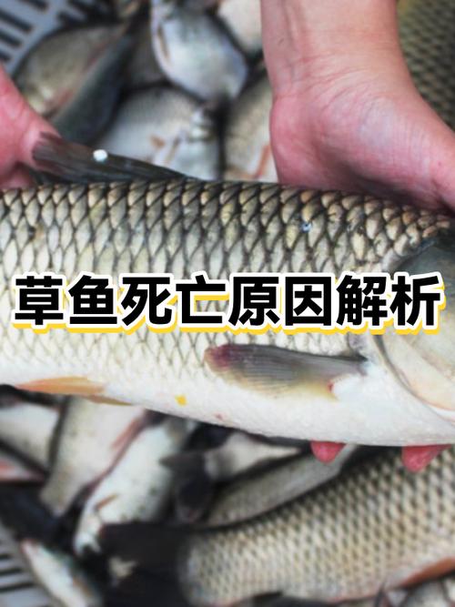 草鱼死亡一般是什么原因