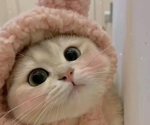 小奶猫头像女图标