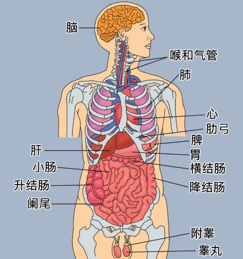 人体内脏疼痛分布图男图标
