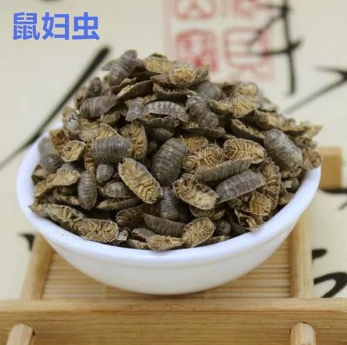中药里生了棕色会飞的虫子缩略图