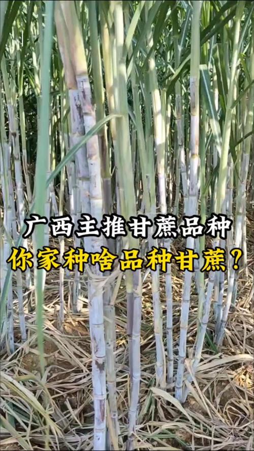 广西最新甘蔗品种截图