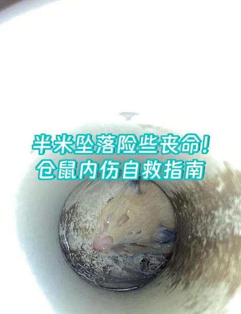 仓鼠容易摔死吗?图标
