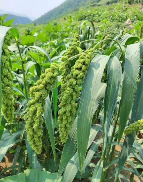 山西黄小米几月份成熟图标