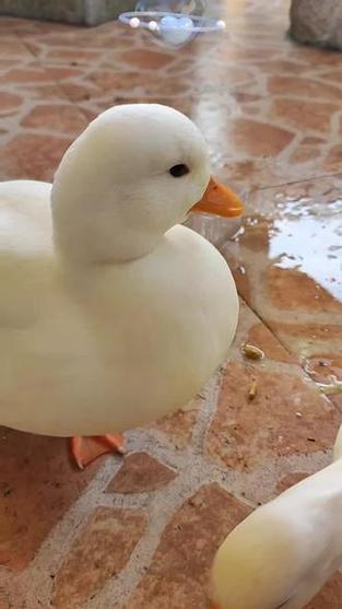 网红小黄鸭图标