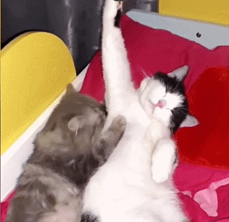 猫咪一直晃脑袋像帕金森图标