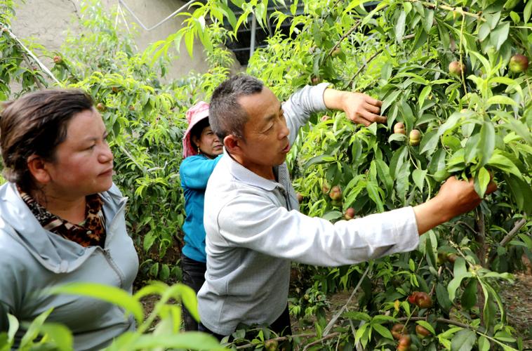 乡村生活2.0桃子移植图标