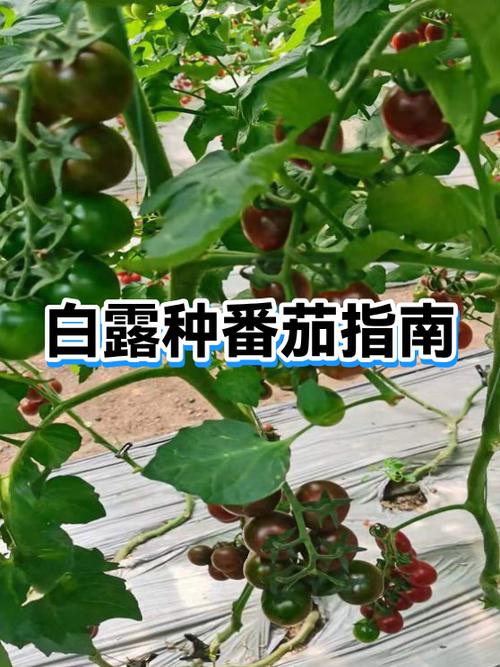 西红柿流出白色的东西图标