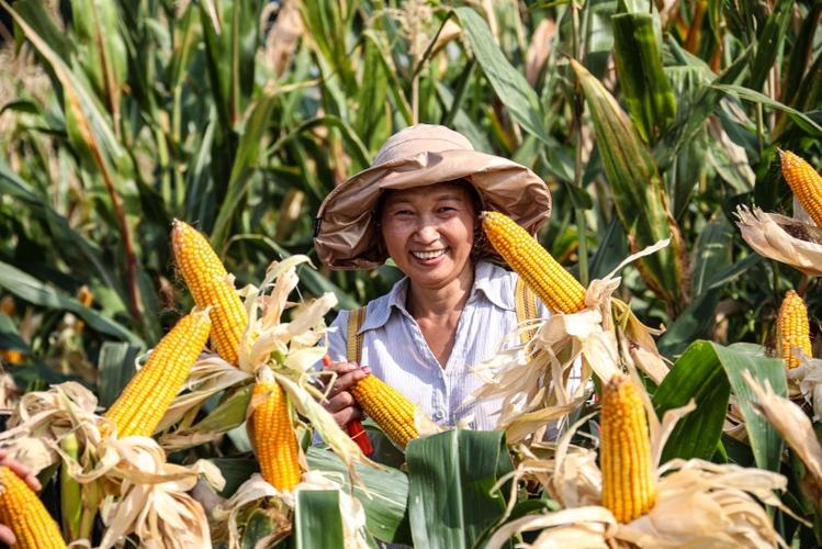 农村玉米丰收图片图标