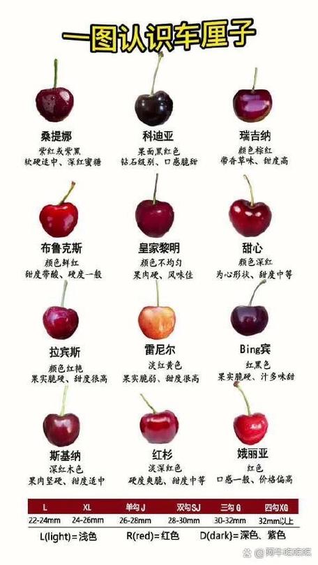 樱桃品种排名前十图标
