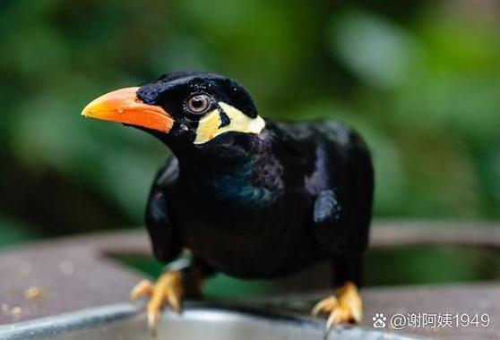 紫黑色鲤鱼乡
