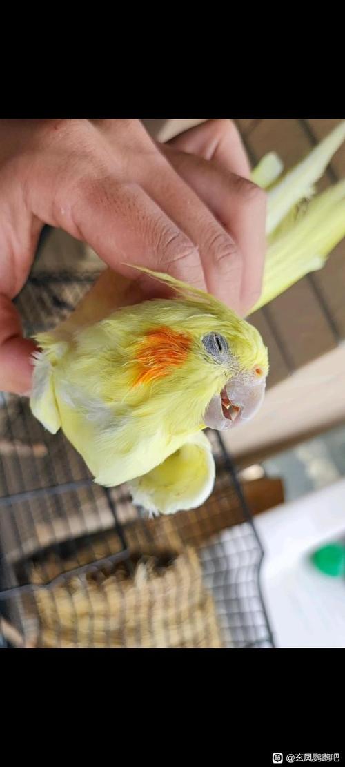 鹦鹉死了代表什么预兆截图