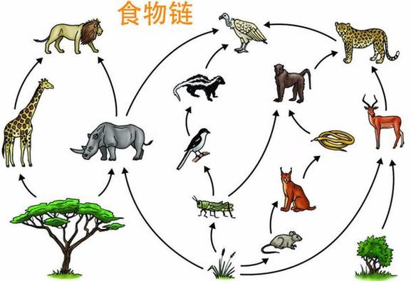 食物链动物图标