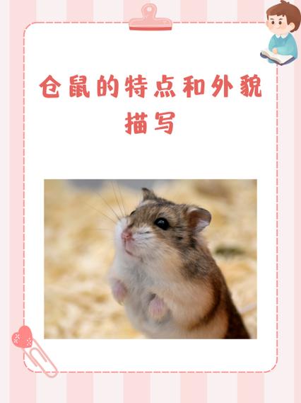 仓鼠文章截图