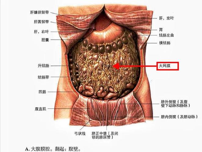 什么叫大网膜转移图标