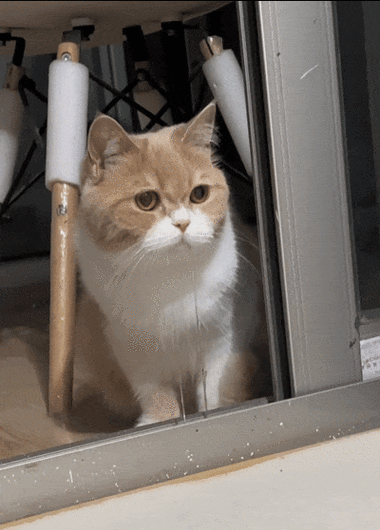 新猫到家旧猫一直盯着新猫图标