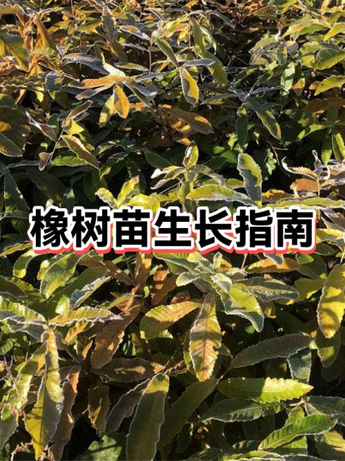 我的世界高大暮色橡树树苗怎么得图标
