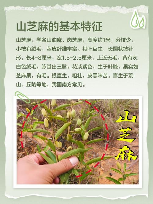 山芝麻多少钱一斤截图