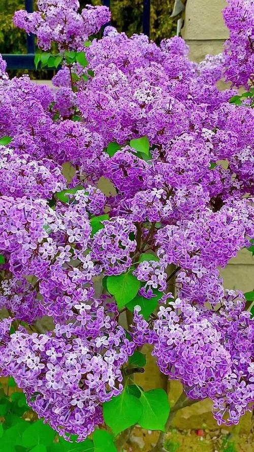 丁香花的图片图标