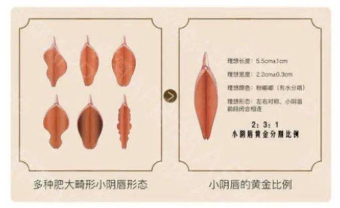 柳叶阴脣和柳叶阴脣哪个好图标