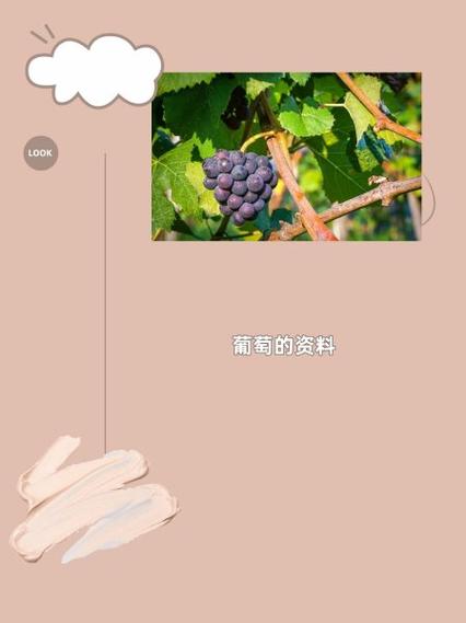 葡萄京资料截图